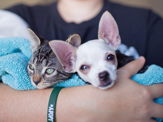 Adoption Process - Lending Paws A Hand